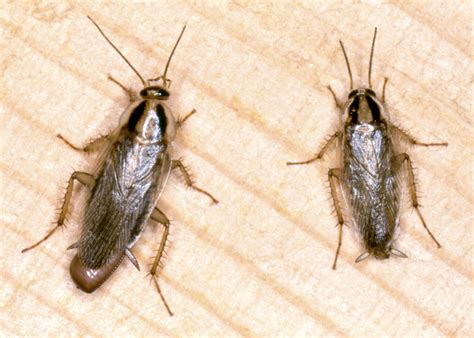Ufifas Cockroach Photographs Cd Rom