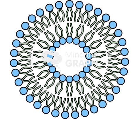 Free Liposome Icons Symbols Pictures And Images Mind The Graph