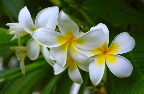 Frangipani Background - WallpaperSafari