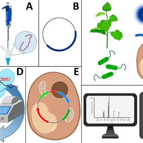 Summary Of The Suitable Eukaryotic Hosts For Heterologous Expression Download Scientific Diagram