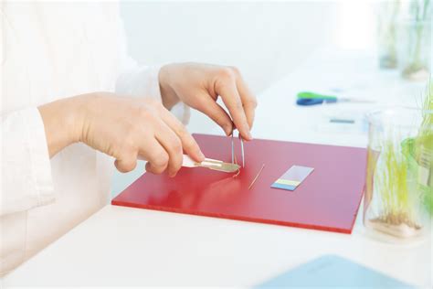 How To Prepare Microscope Slides