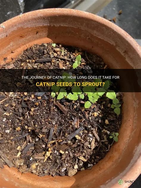 The Journey Of Catnip How Long Does It Take For Catnip Seeds To Sprout The Journey Of Catnip How Long Does It Take For Catnip Seeds To Sprout