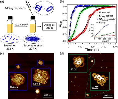 A Depiction Of The Seeded Supramolecular Polymerization Protocol B