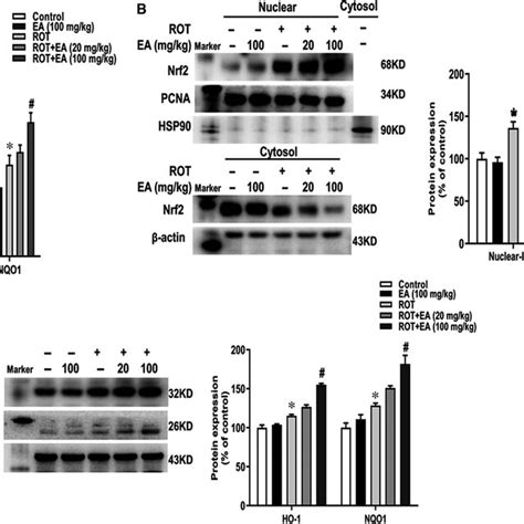 Ea Activated Nrf2 Signalling Pathway In Vivo The Mrna Expressions Of