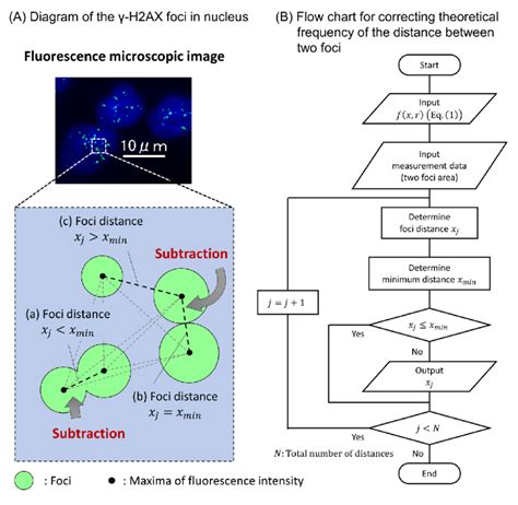 Representative Illustration For Measuring The Distance Between Two Download Scientific Diagram
