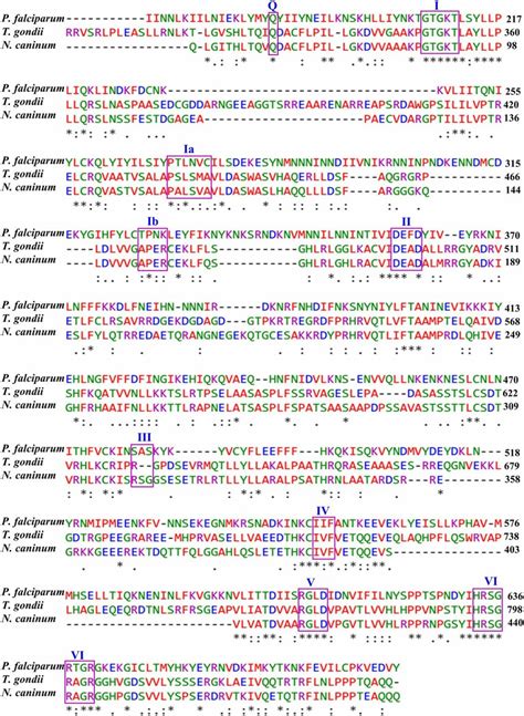 multiple sequence alignment of the amino acid sequence of the pfpsh2