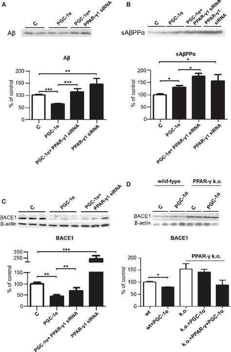 Ppar 1 Knock Down Abrogates The Effects Of Pgc 1 A Representative