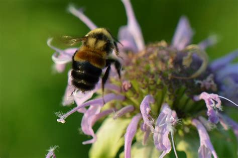 Lawsuit Launched To Protect Habitat For Critically Endangered Rusty Patched Bumble Bee