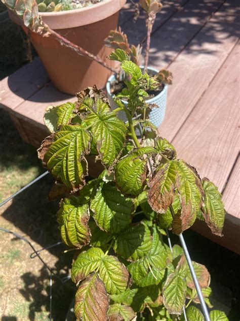 Raspberry Plant Problems R Gardening