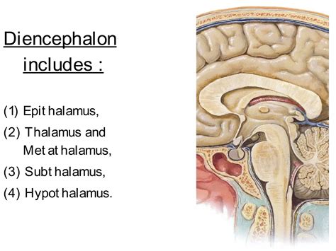 Diencephalon Ppt