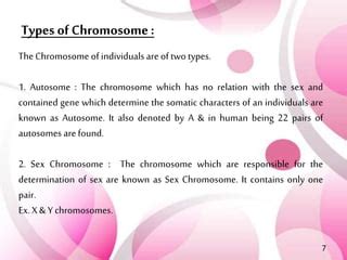 Chromosomal Sex Determination In Man PPT