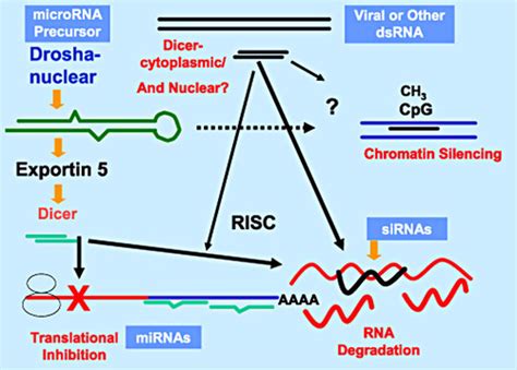 Full Article Rnai