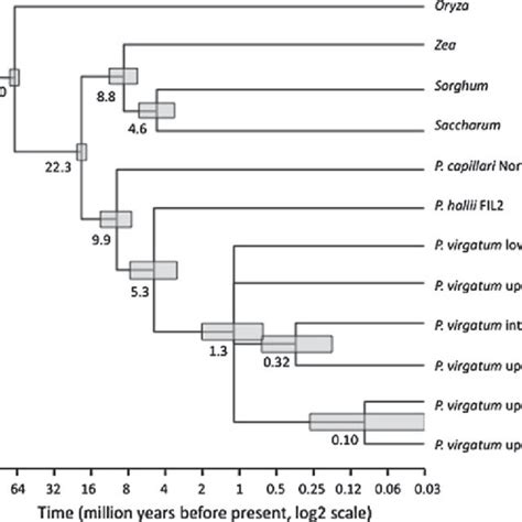 Dendrogram Showing Estimated Divergence Times For Six P Virgatum