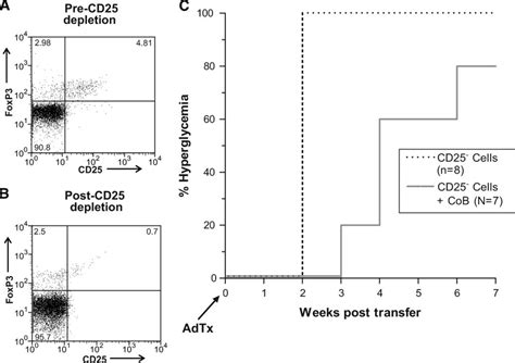 Tregs Are Required For Costimulation Blockade Mediated Peripheral Download Scientific Diagram