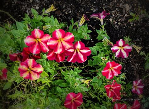 The Power Of Red Blossoms Ss And Sijo Poem Bend Branches