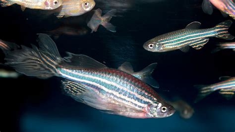 Explainer What Is Metamorphosis