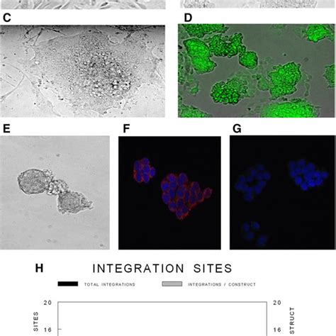 Flow Cytometry Of Ipsc Endogenous Surface Markers Flow Cytometry Of