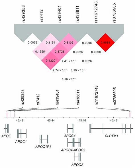 Linkage Disequilibrium Of Apoe Gene Region Lead Single Nucleotide