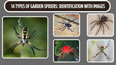 14 Types Of Garden Spiders Identification With Images