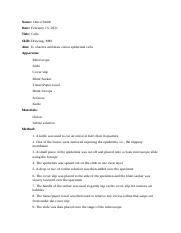 Observing And Drawing Onion Epidermal Cells A Microscopic Study Course Hero