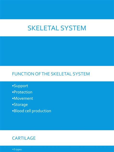 Skeletal System Pdf