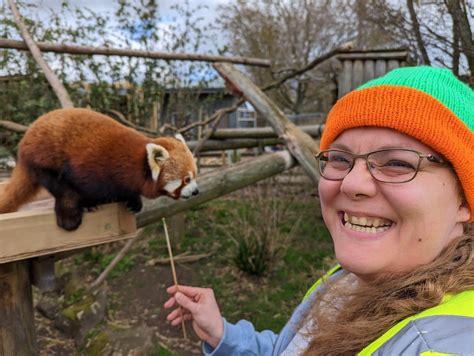 I Got To Meet Red Pandas Today Excuse My Weird Face Please R