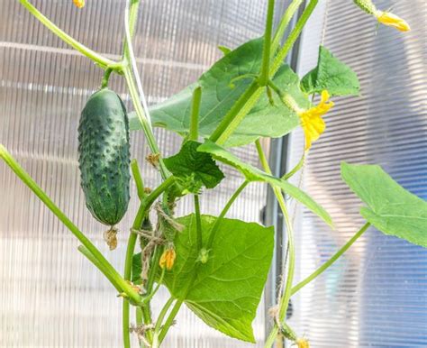 6 овощей которые вы можете вырастить на подоконнике домашний огород