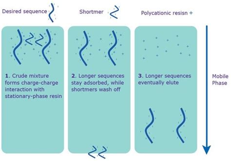 Oligonucleotide Purification