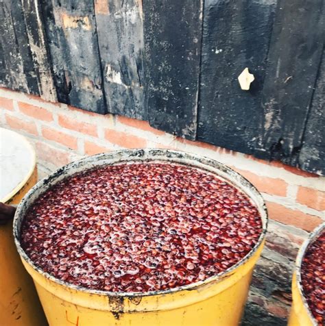 Coffee Fermentation Process Aroma Coffee Corporation