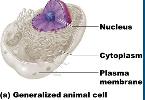 Chapter 3 Cells Tissues Flashcards Quizlet
