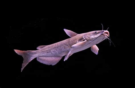 17 Different Types Of Catfish Pictures Facts And Guide