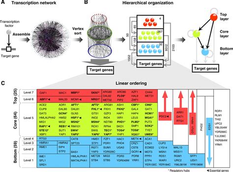 Hierarchical Structure In The Yeast Transcription Regulatory Network
