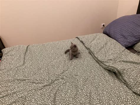 A Smoll Cat On A Big Bed Rillegallysmolcats