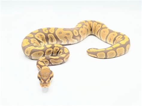 Chocolate Ultramel Hypo Ball Python By Steves Morphs