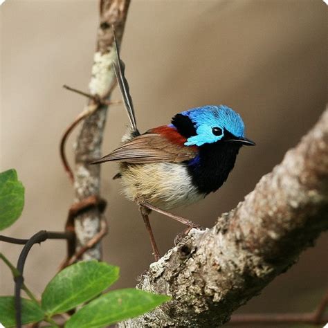 Разноцветный расписной малюр лат Malurus Lamberti