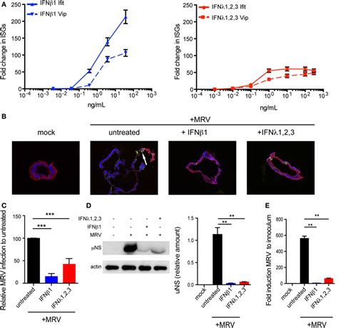 Frontiers Type I And Type Iii Interferons Display Different