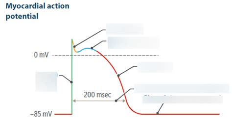 Myocardial Action Potential Diagram Quizlet