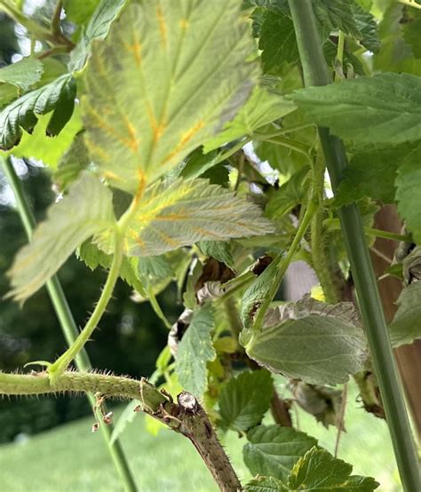 Raspberry Rust R Gardening