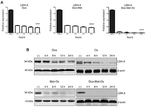 Ldh A Inhibition By Triple Therapy Mrna And Protein Levels Were