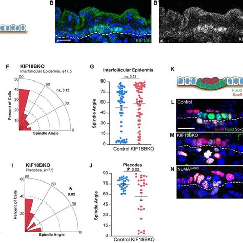 Spindle Orientation Is Required For Asymmetric Cell Division In Hair Download Scientific