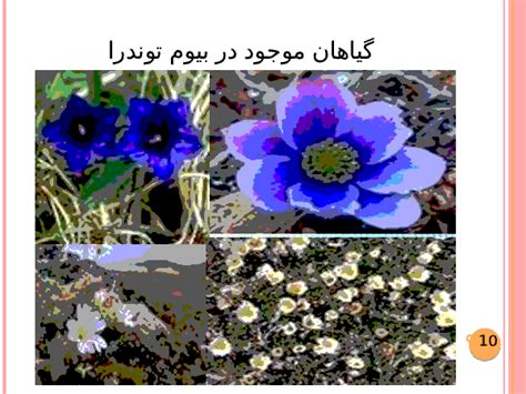 پاورپوینت آموزشی اجتماعی نهم L زیست بوم توندرا و تایگا گاما