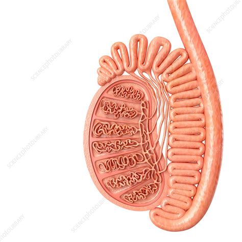 Male Testis Anatomy Illustration Stock Image F018 0701 Science