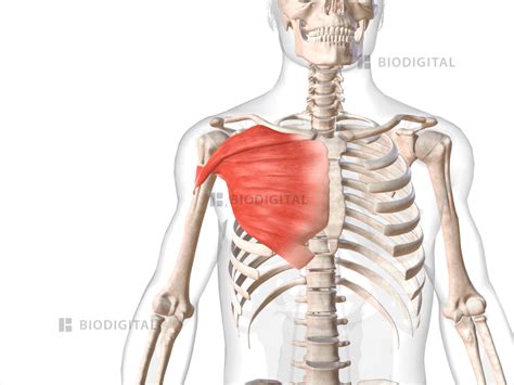Right Pectoralis Major Biodigital Anatomy
