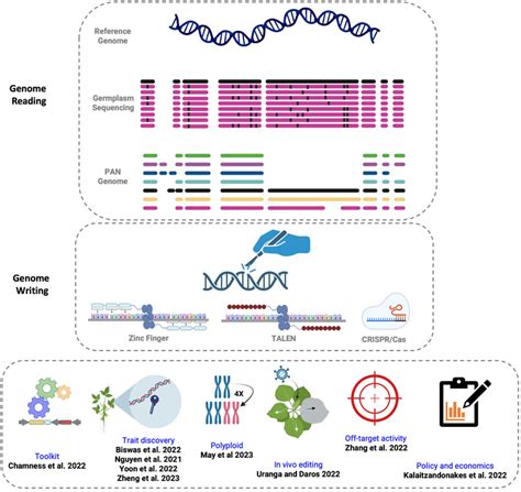 Advances In Genome Reading And Writing In Plants Download Scientific