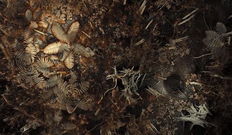 LiDAR Data And Digital Twins For Better Forest Management Emesent