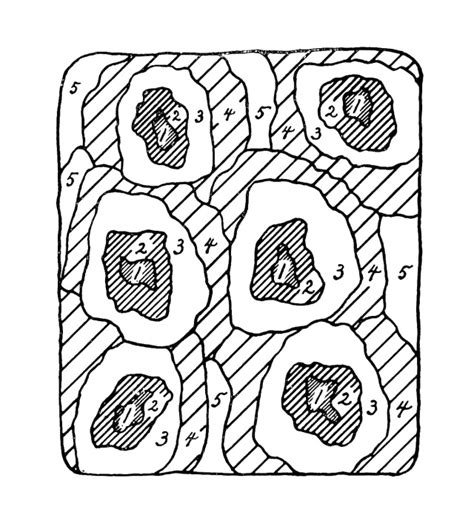Illustration Of The Group Method Of Cutting Trees In Successions From