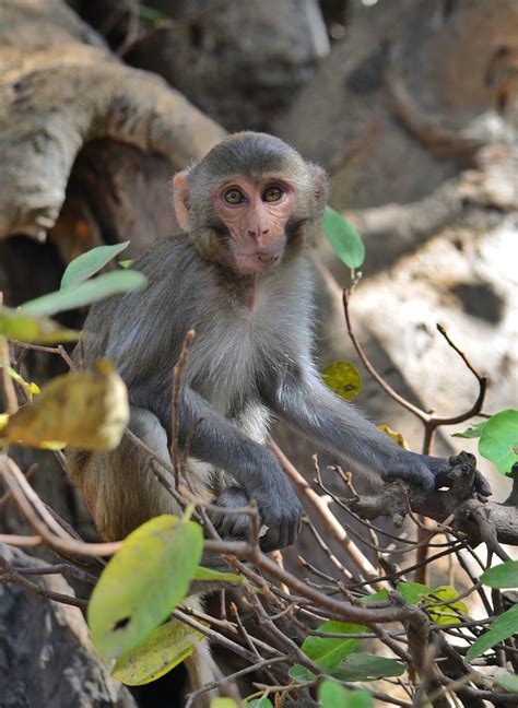 Mono Primate Fauna Silvestre Foto Gratis En Pixabay Pixabay