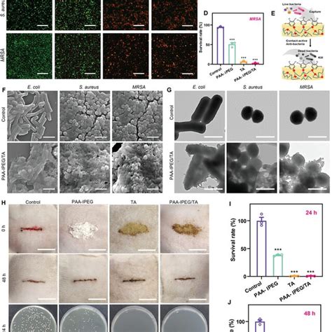 Effects Of Coacervate Hydrogels On Cytotoxicity Cell Migration And