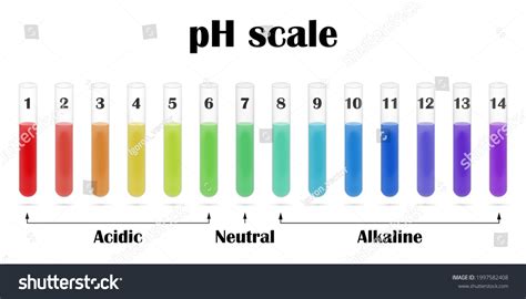 Ph Value Scale Chart Acid Alkaline Stock Vector (Royalty Free) 1997582408 | Shutterstock