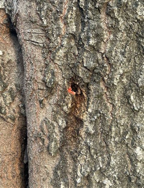 How To Combat Phytophthora Bleeding Cankers Insights From An Is Board Certified Master Arborist